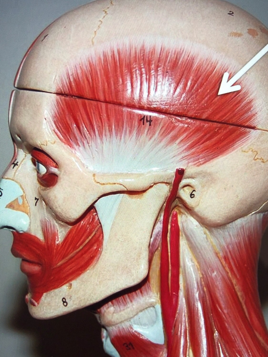 Muscular system Flashcards | Memorang