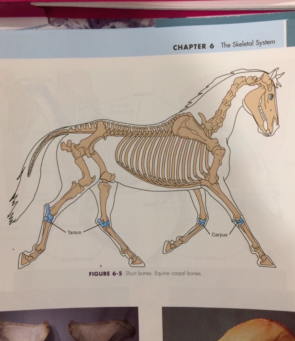 the skeletal system Flashcards | Memorang