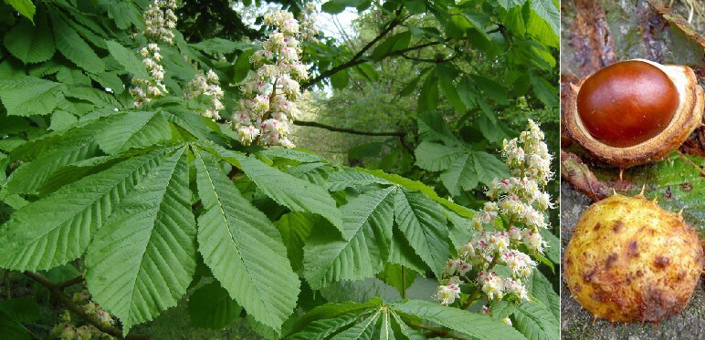 Boomsoorten Flashcards | Memorang