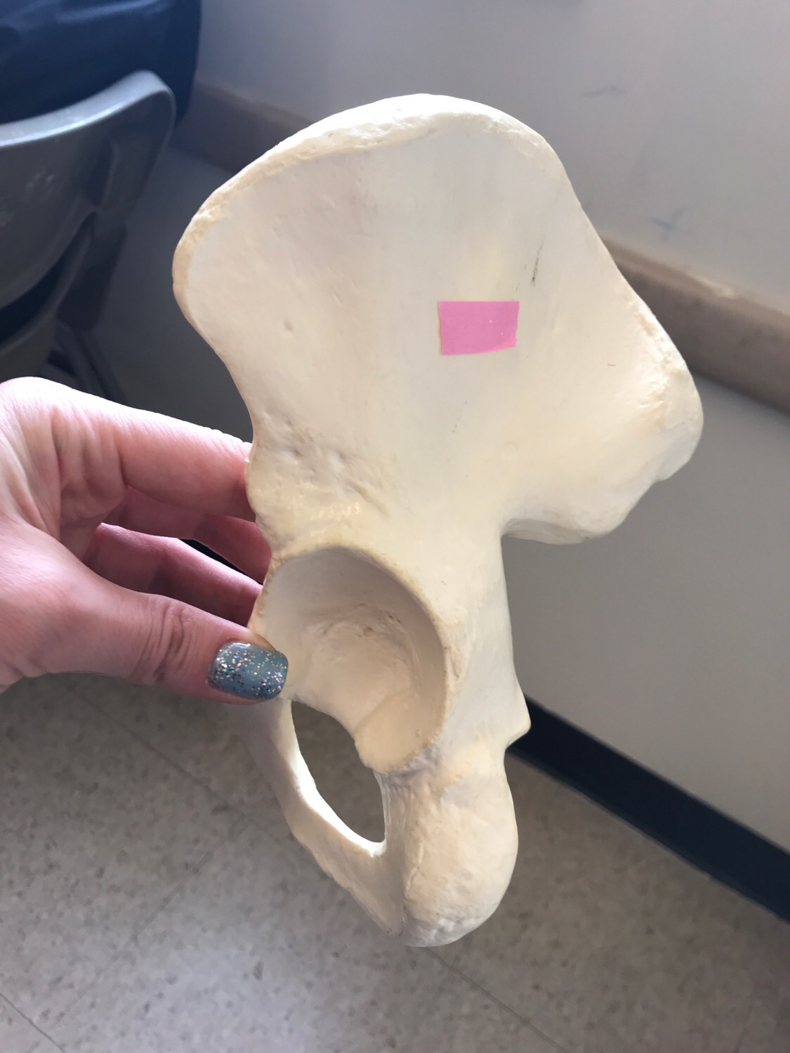 The os coxae Flashcards | Memorang