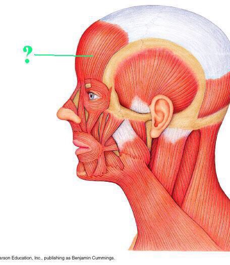 Muscles Flashcards | Memorang