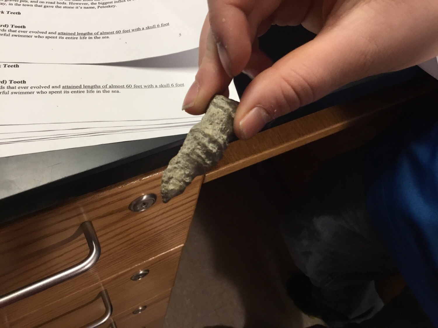 Science Artifacts and Fossils Flashcards | Memorang