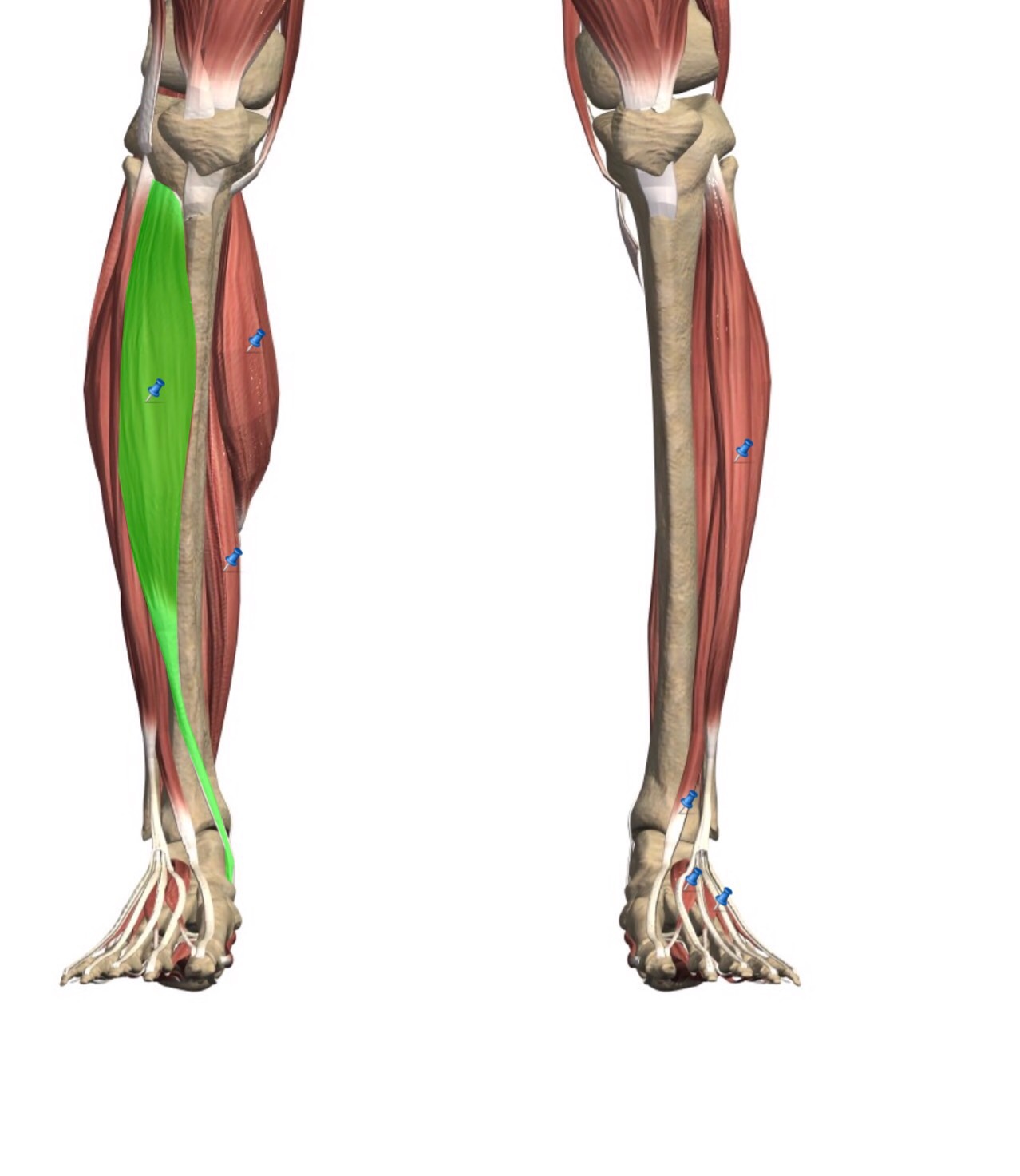 Lower Leg Muscles Flashcards Memorang
