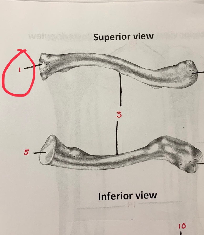 APENDICULAR SKELETON Flashcards | Memorang