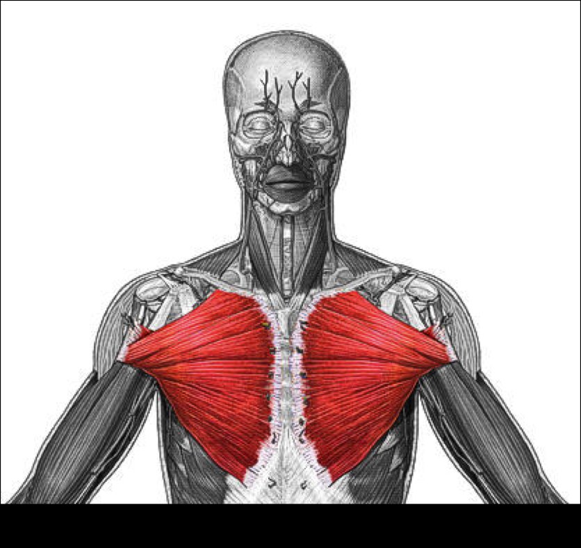 muscles Flashcards | Memorang