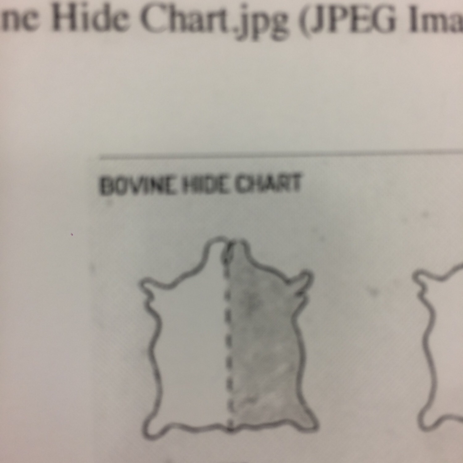 Bovine Hide Chart Flashcards | Memorang
