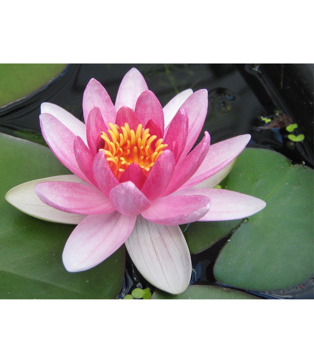 Flower Flashcards | Memorang