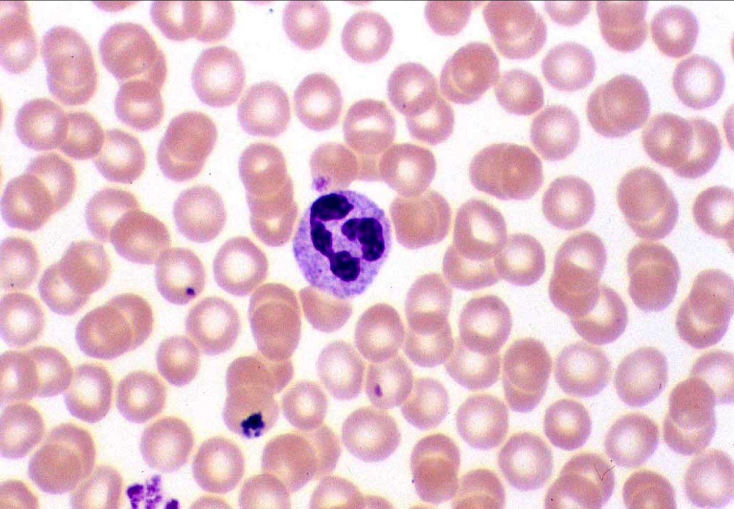 Practical III Flashcards | Memorang