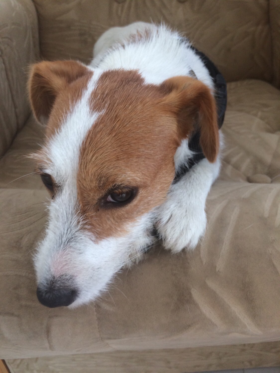 Psy Flashcards | Memorang