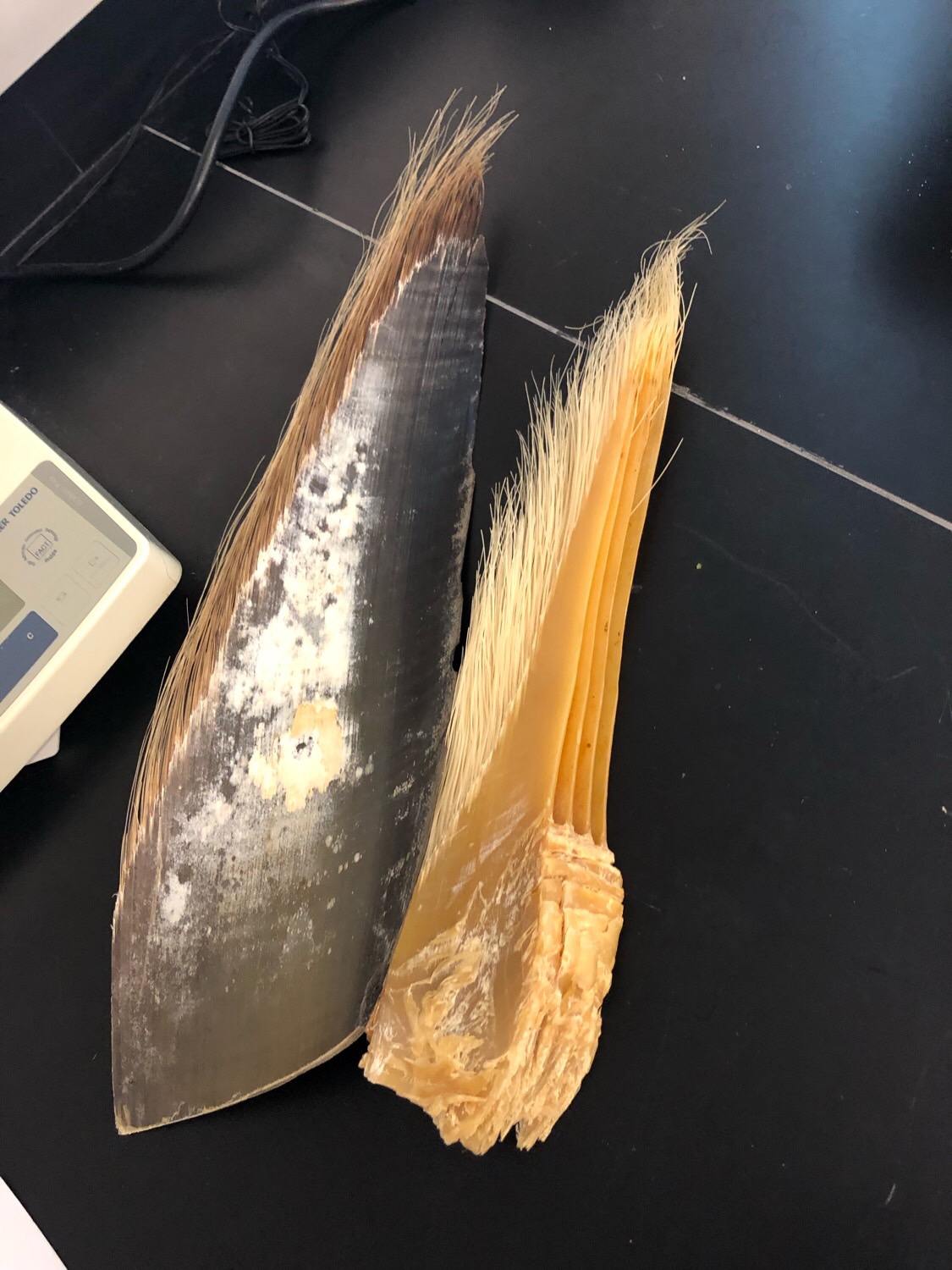 Z4640 lab exam Flashcards | Memorang