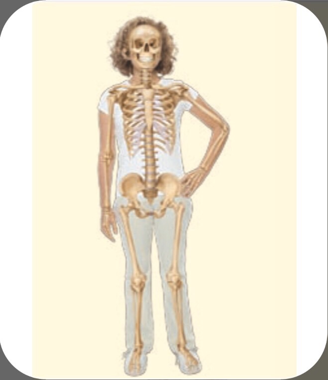 Introduction to body parts Flashcards | Memorang