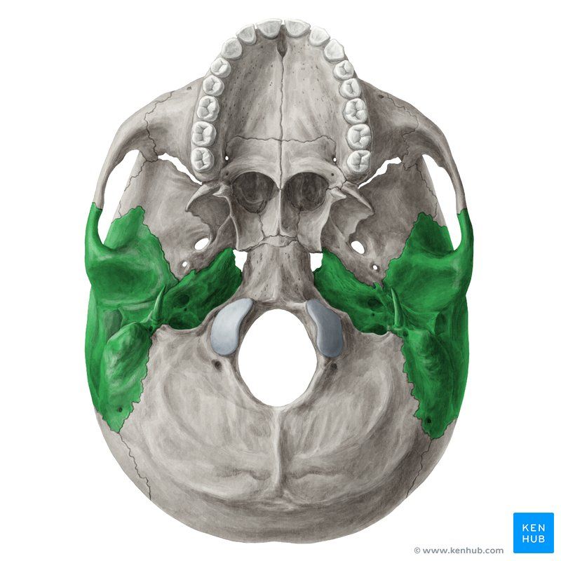 Basis cranii externa 1 Flashcards | Memorang