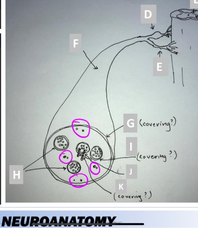 Micro and Some Imaging Flashcards | Memorang