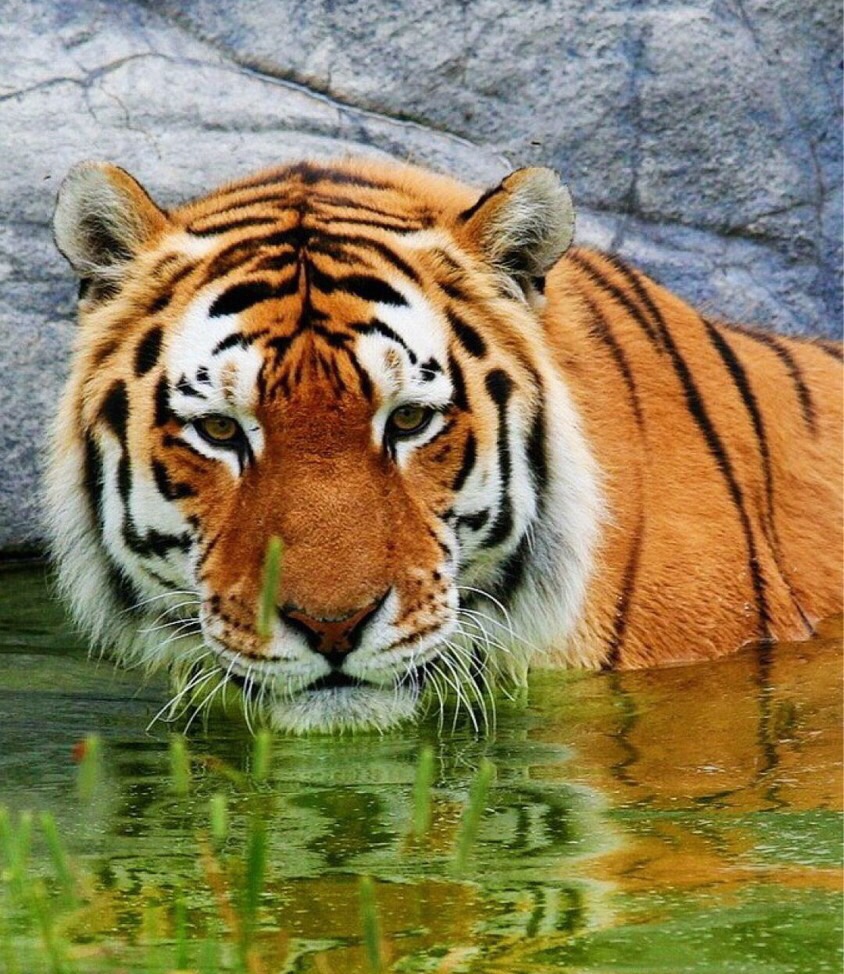 Big cats Flashcards | Memorang