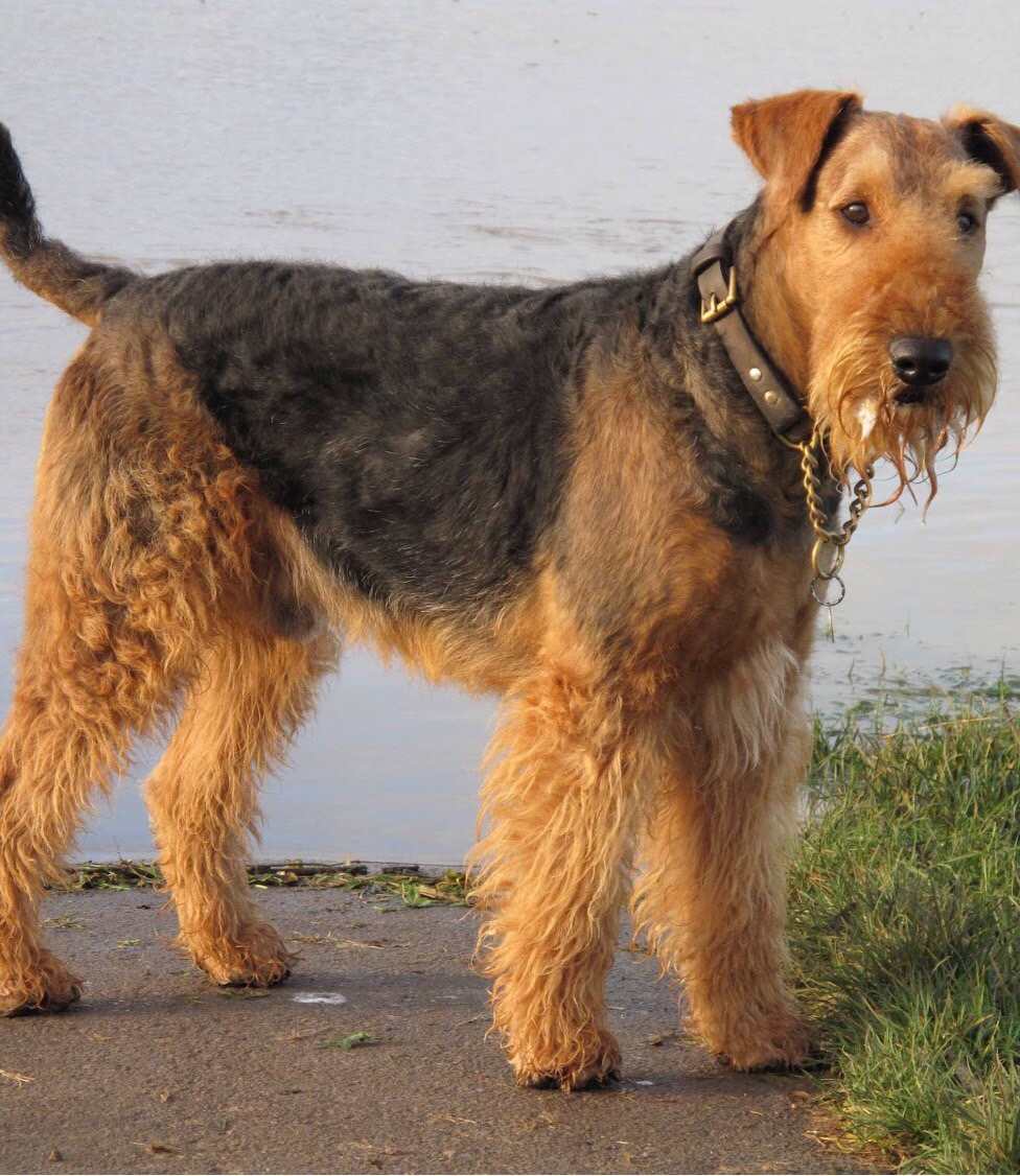 Terriers Flashcards | Memorang