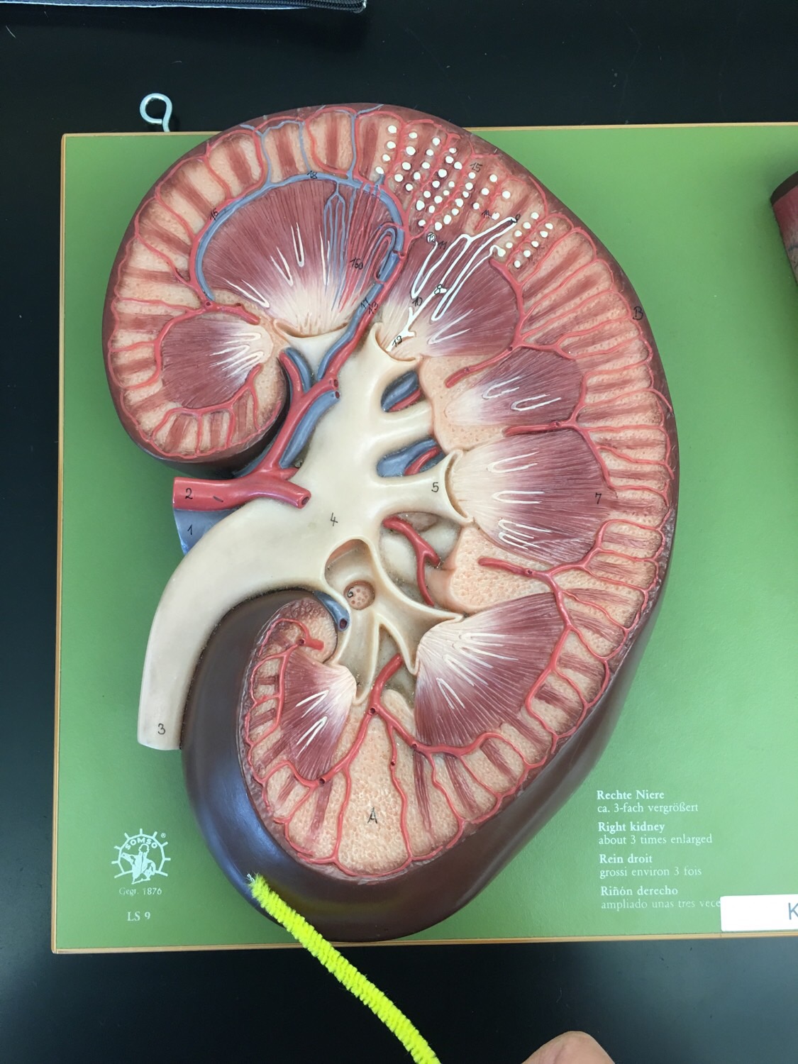 Kidney Flashcards | Memorang