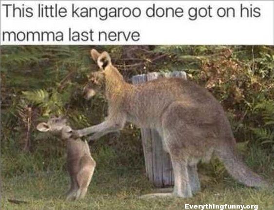 Diff. Memes Flashcards | Memorang