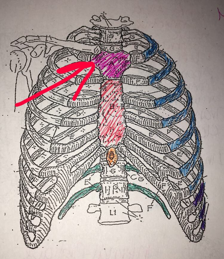 Anatomy of Lungs Flashcards | Memorang