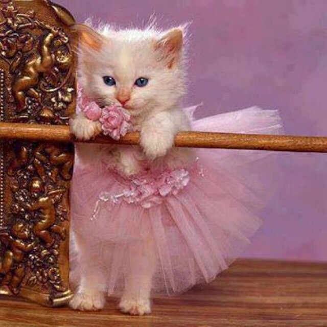 CHECK me OUT!! Flashcards | Memorang