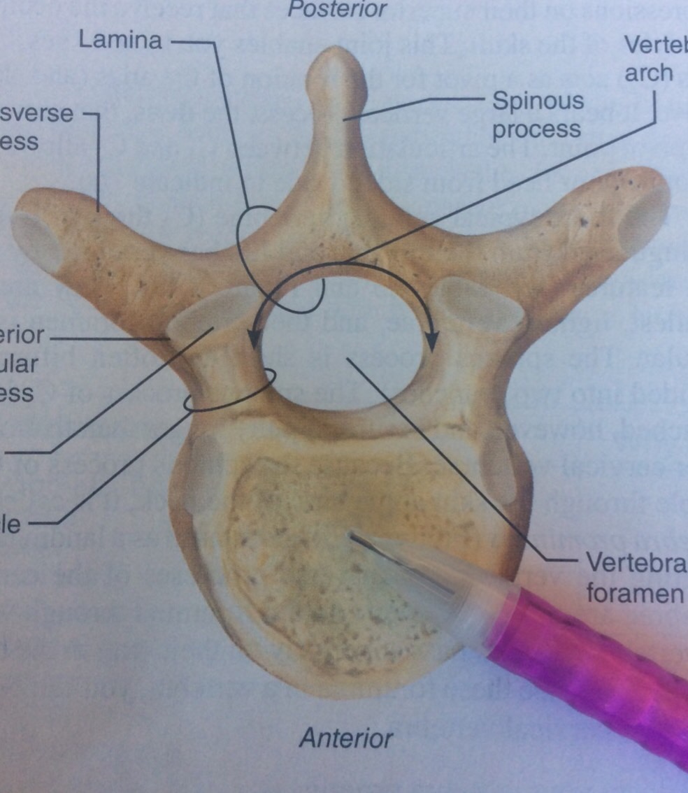 Vertebral Column, Ribs Flashcards | Memorang