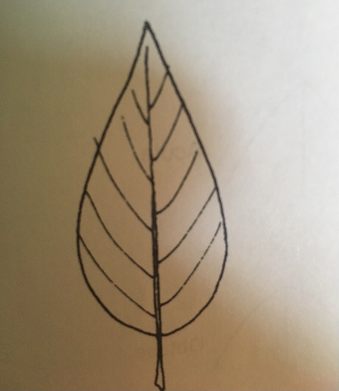 Leaf shapes Flashcards | Memorang