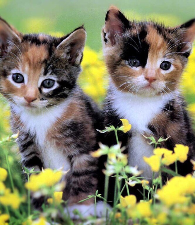 Kitten power Flashcards | Memorang