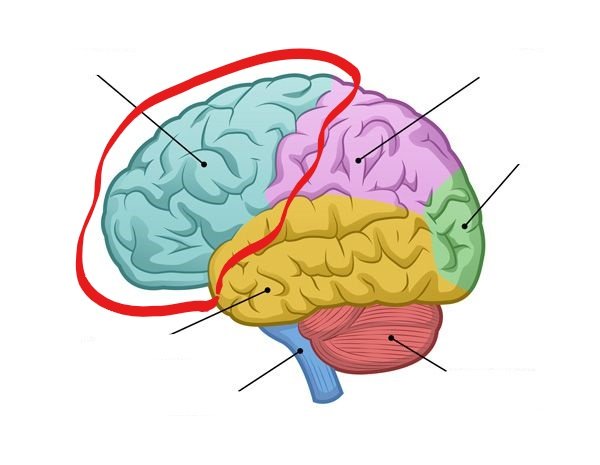 Parts of the Brain Flashcards | Memorang