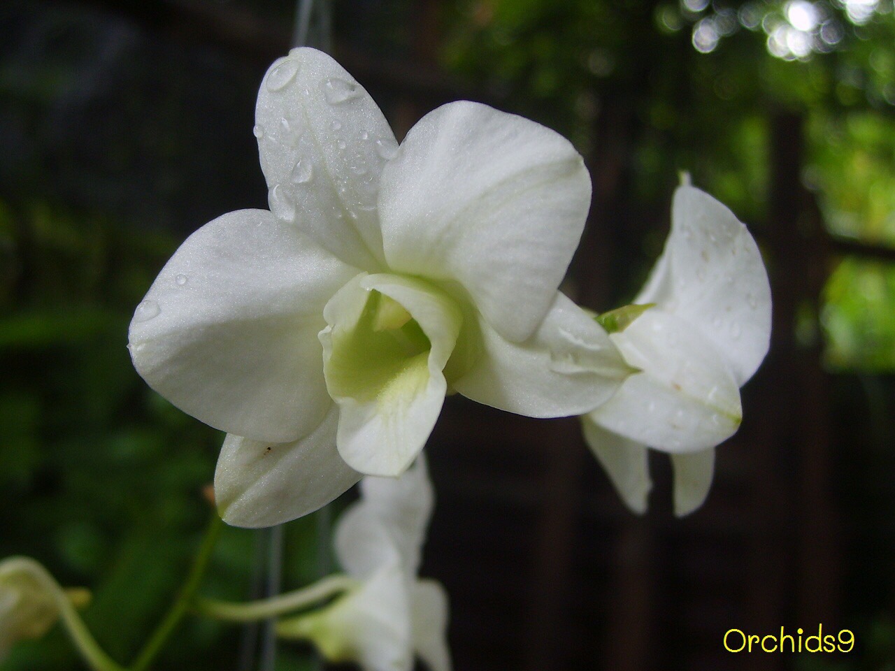 Line flowers Flashcards | Memorang