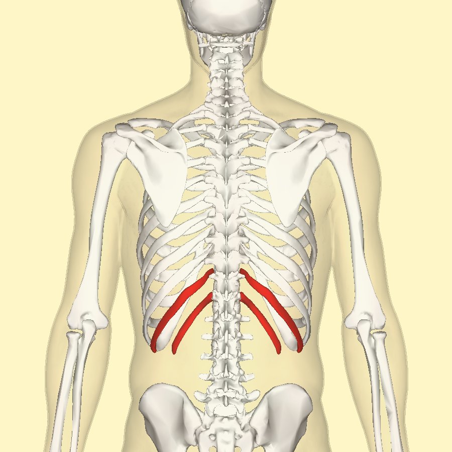 Bones:Thoracic Flashcards | Memorang