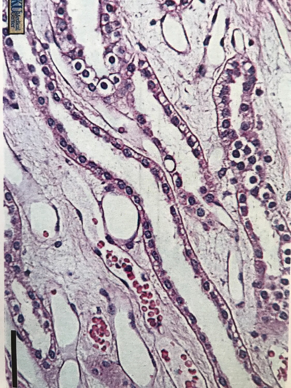 Tissues Flashcards | Memorang