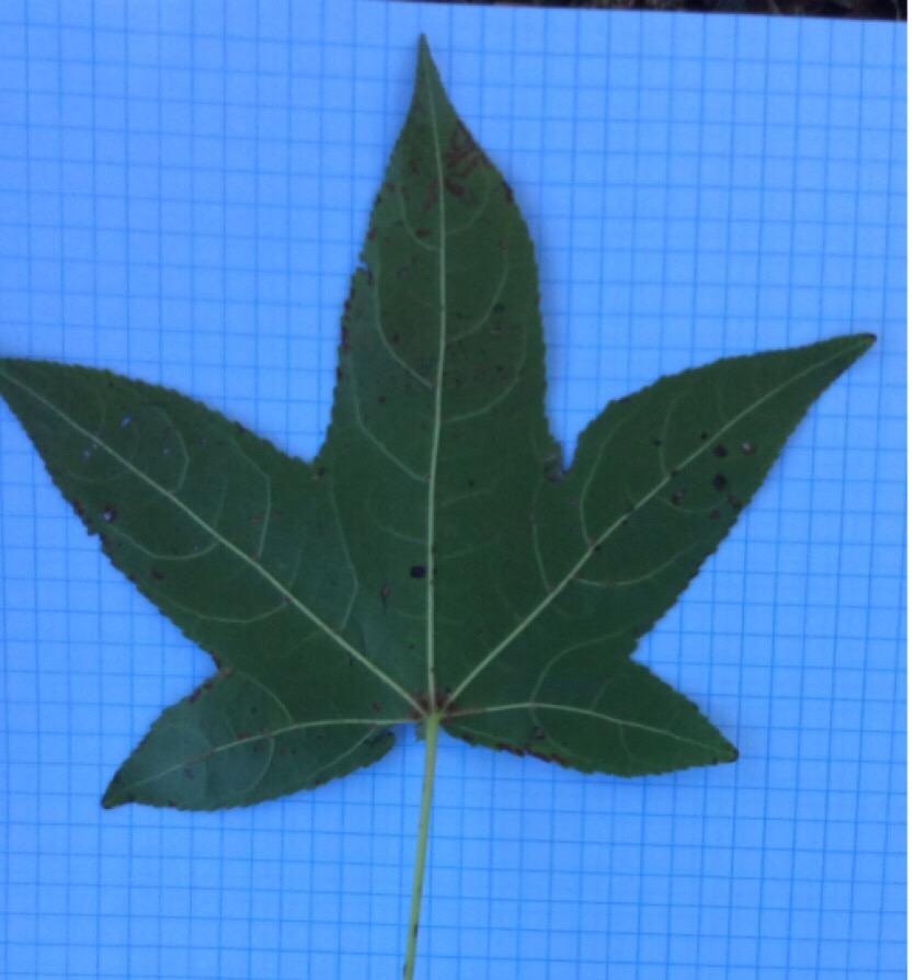 Leaves study aid Flashcards | Memorang