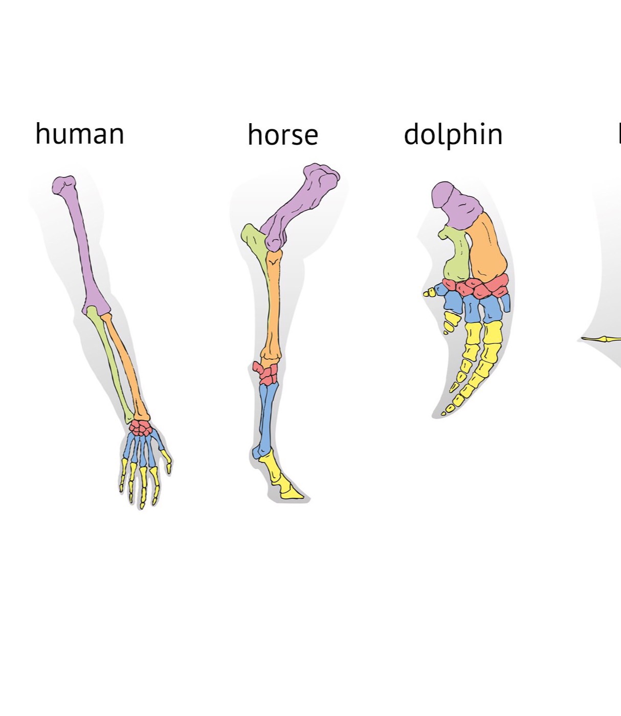 Bio 1108 Exam 1 Flashcards | Memorang