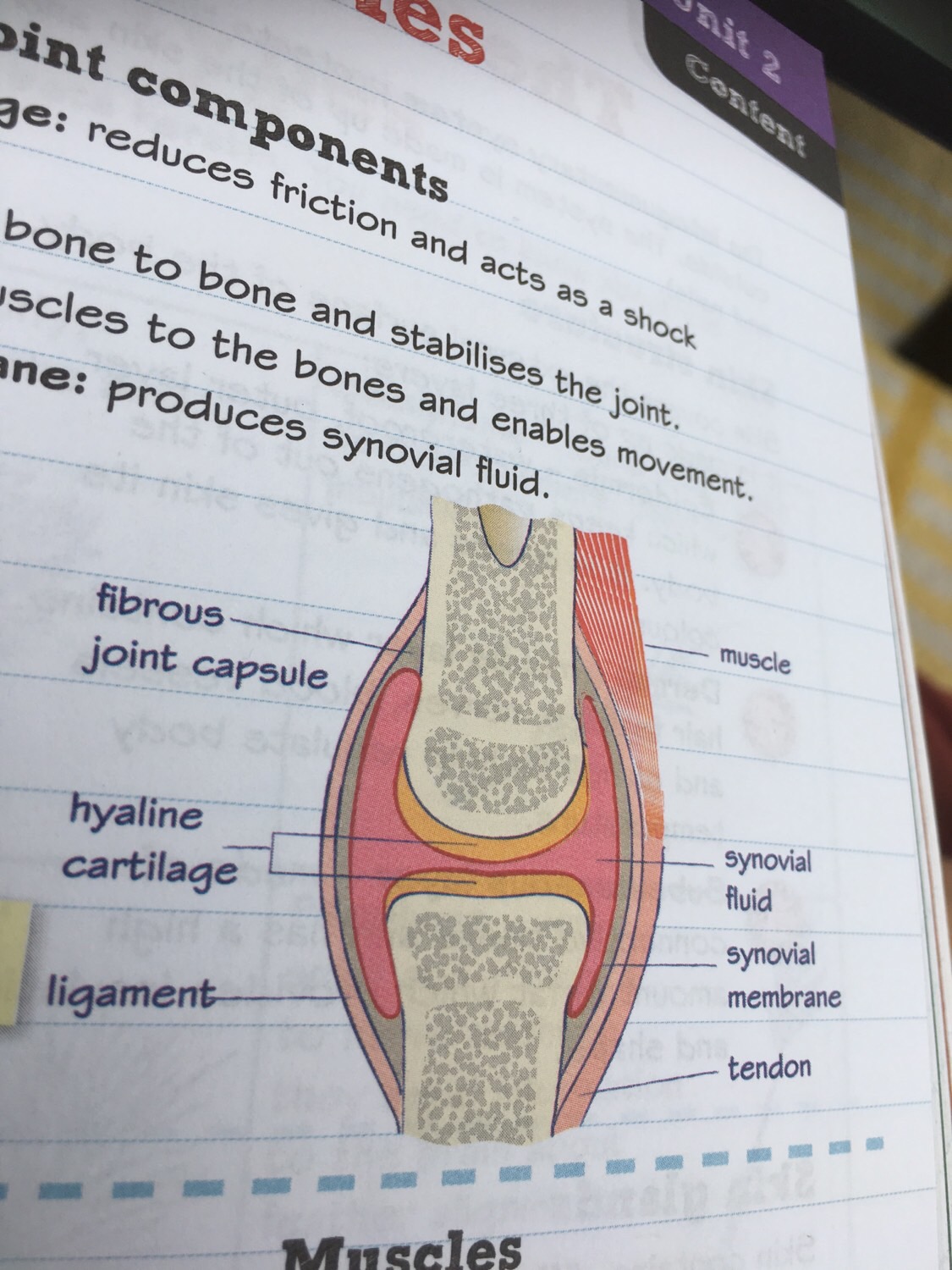 Joints Flashcards | Memorang