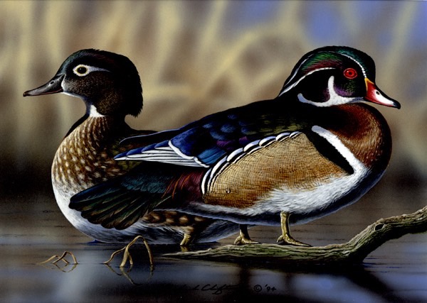 Ducks Flashcards | Memorang