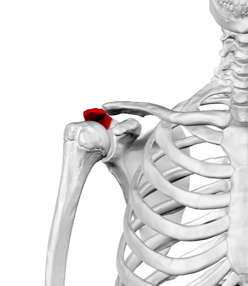 Anatomy chapter 8 Flashcards | Memorang