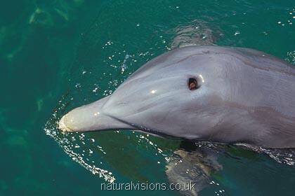 Dolphins Flashcards | Memorang