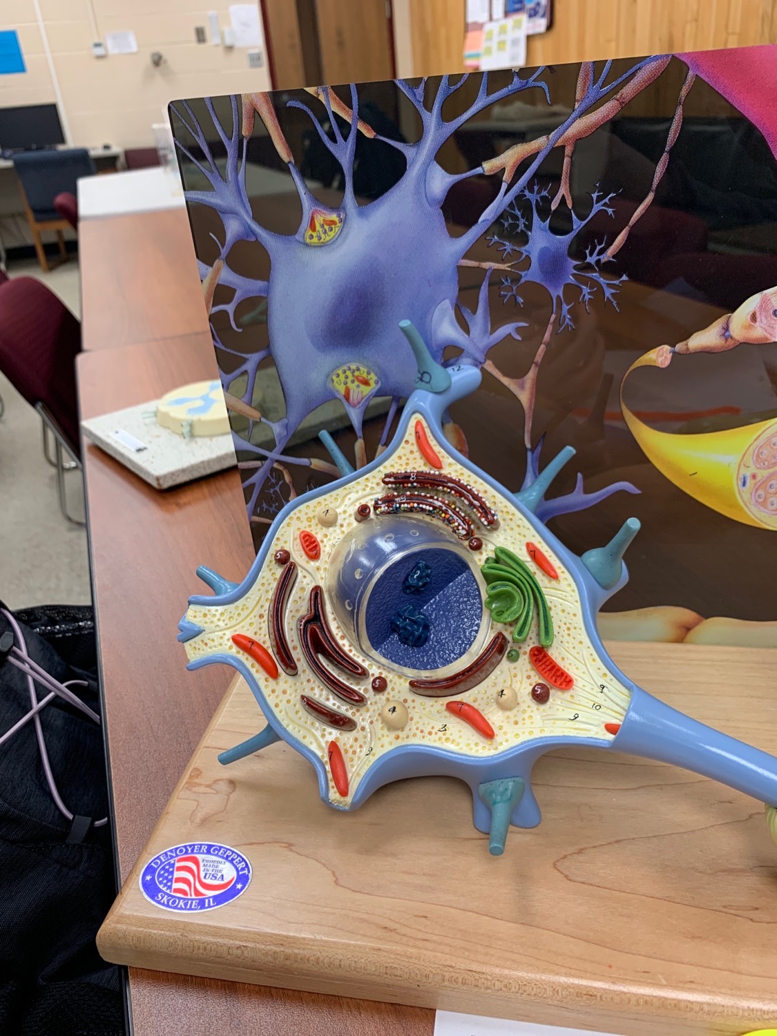 Lab 1- neuron/spinal cord Flashcards | Memorang