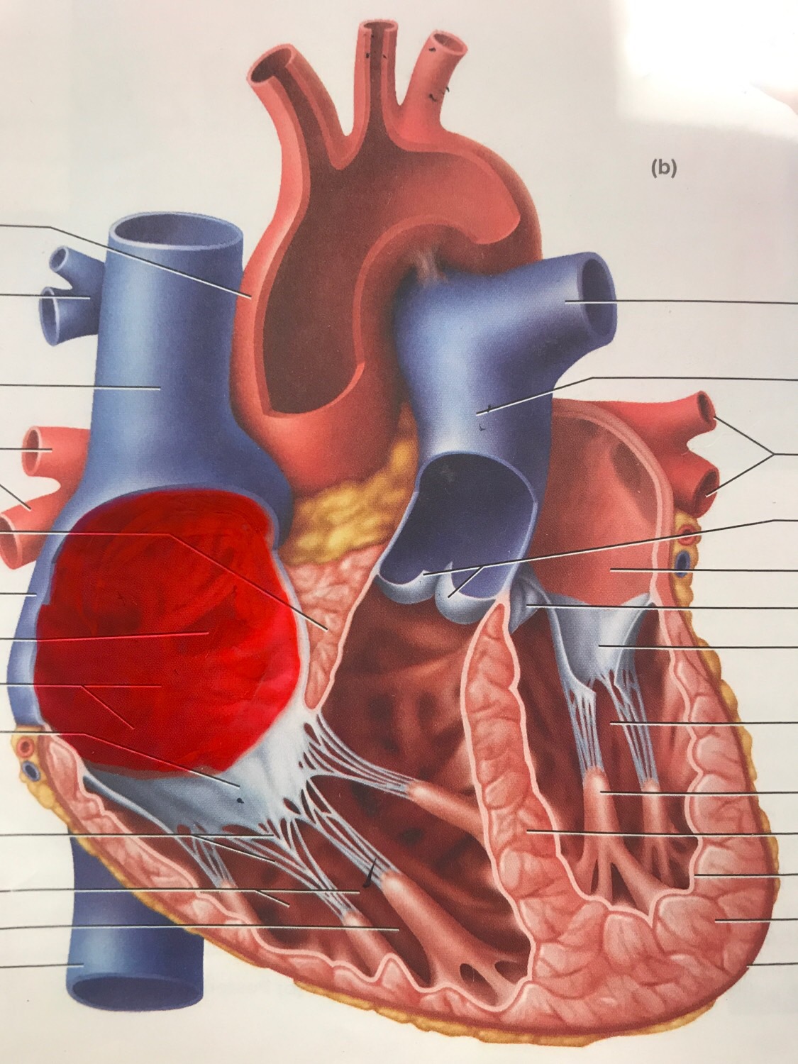 Heart Flashcards | Memorang