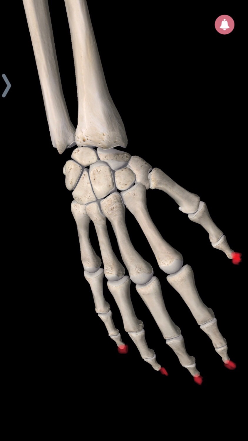 Hand wrist Flashcards | Memorang