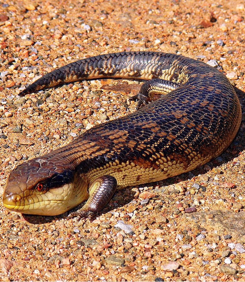 Lizard species Flashcards | Memorang