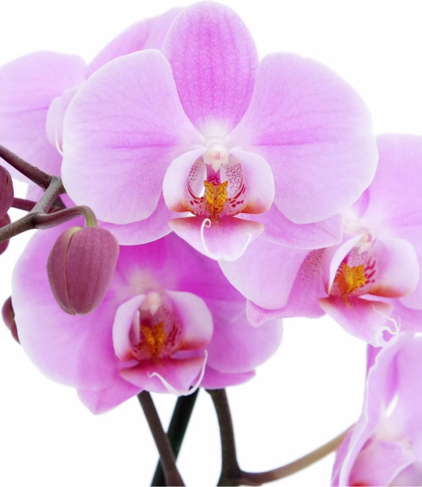 types of flowers Flashcards | Memorang