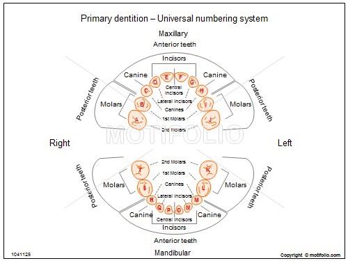Dental anatomy Flashcards | Memorang