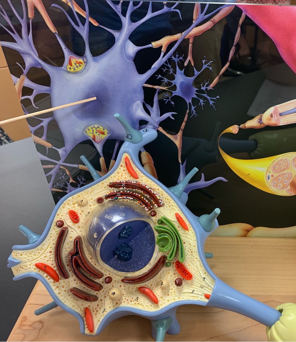 Neuron Anatomy Flashcards | Memorang