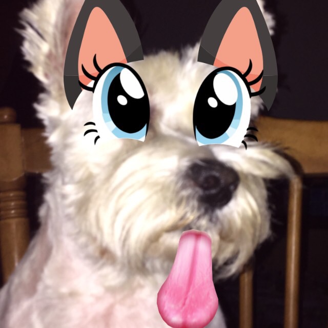 Random Flashcards | Memorang