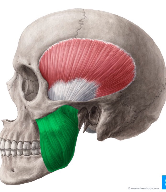 Massage Therapy Flashcards Flashcards Memorang