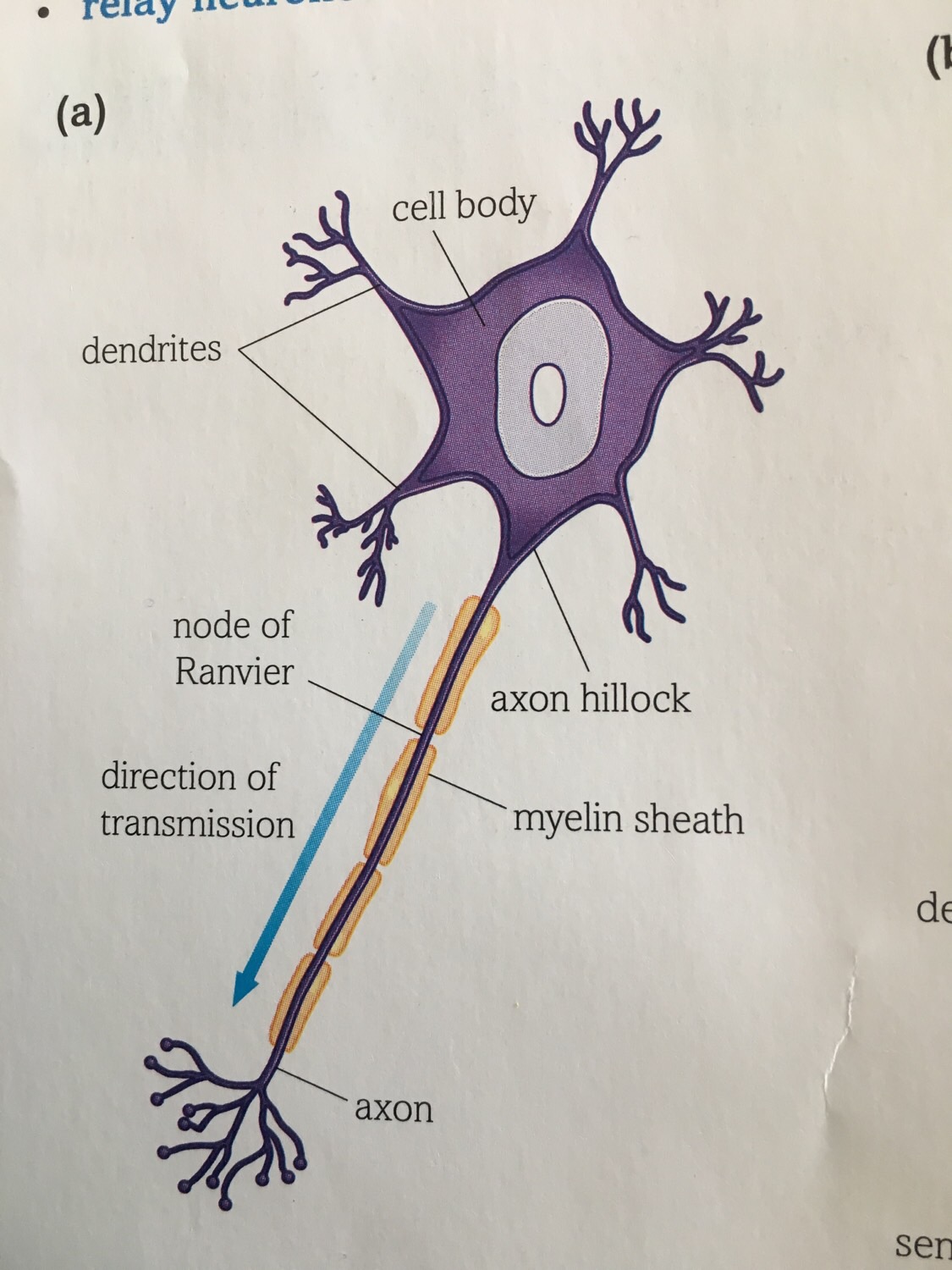 Structure and function of neurones Flashcards | Memorang