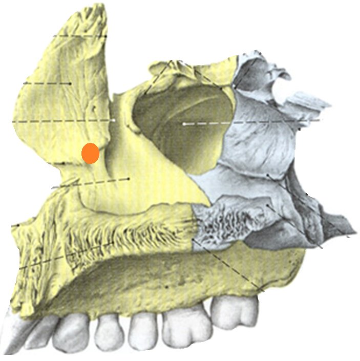 OSTEOLOGIA MAXILAR Flashcards | Memorang