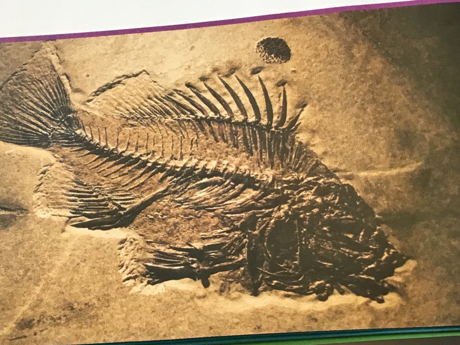 Soil, Rocks and Landforms Flashcards | Memorang