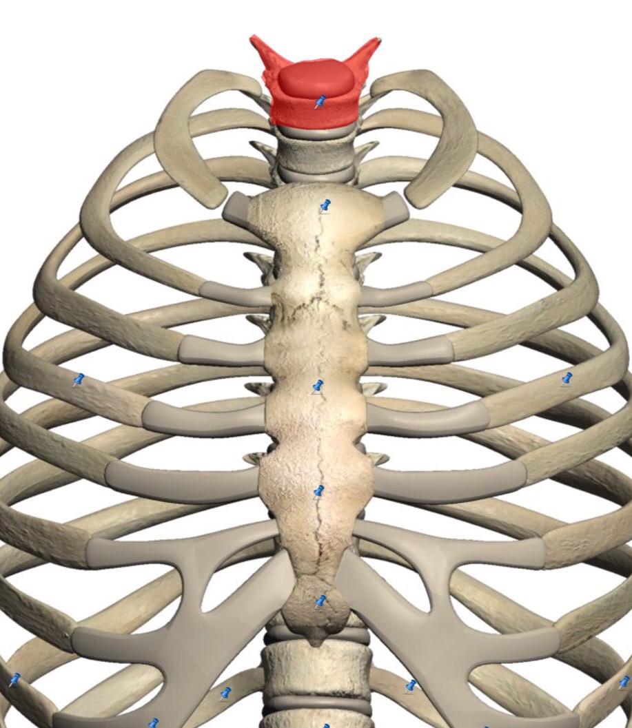 Ribs Flashcards | Memorang