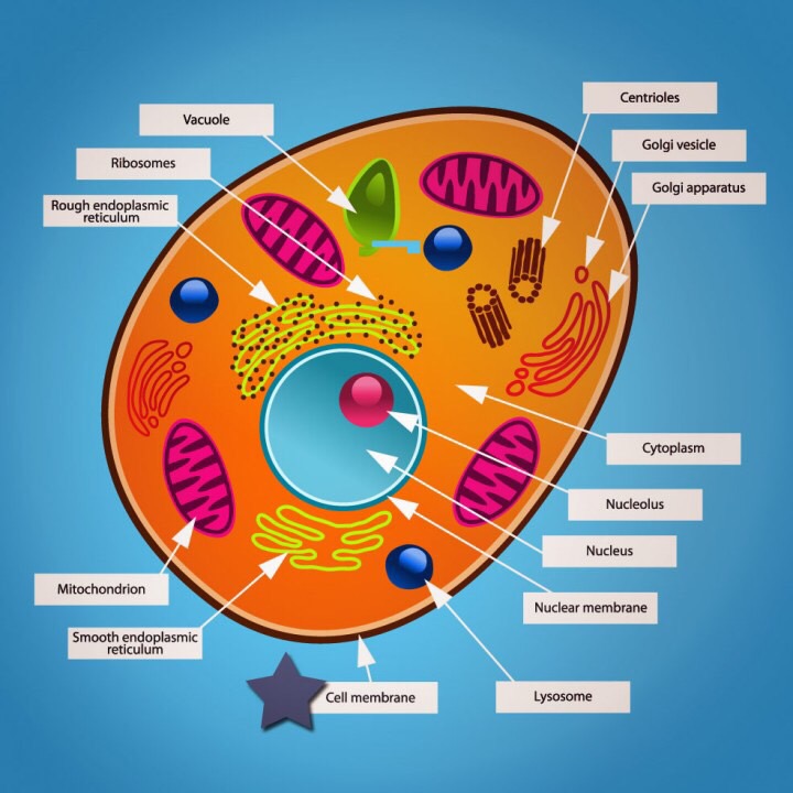 Parts Of The Cell Flashcards Memorang